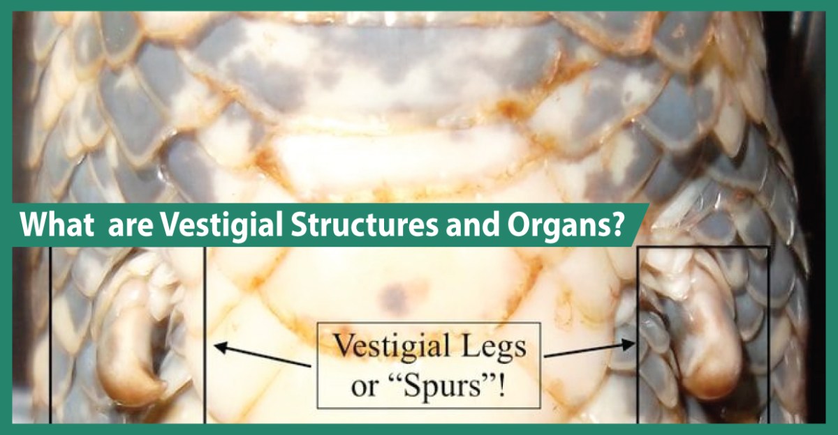 What Are Vestigial Structures and Organs? – Bishop's Encyclopedia of ...